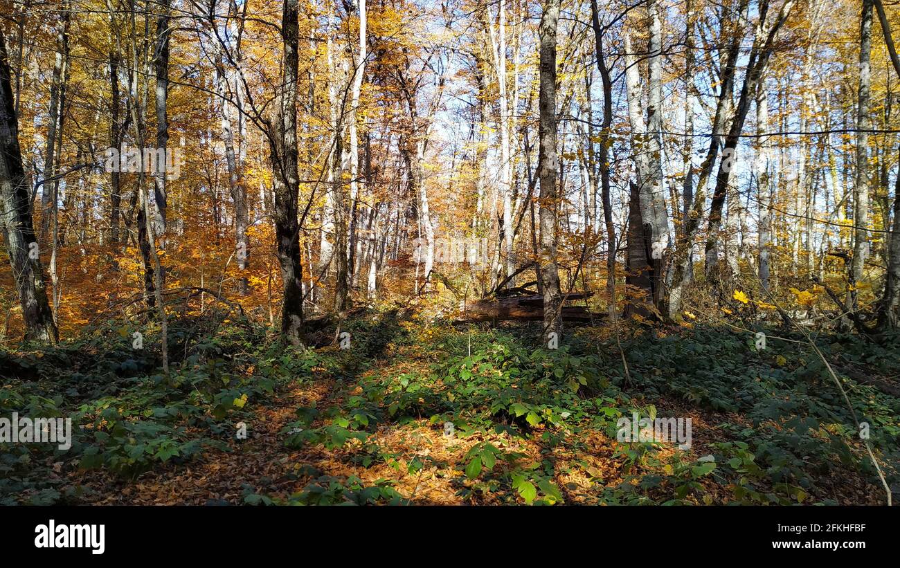 Beautiful autumn forest in the mountains Stock Photo - Alamy
