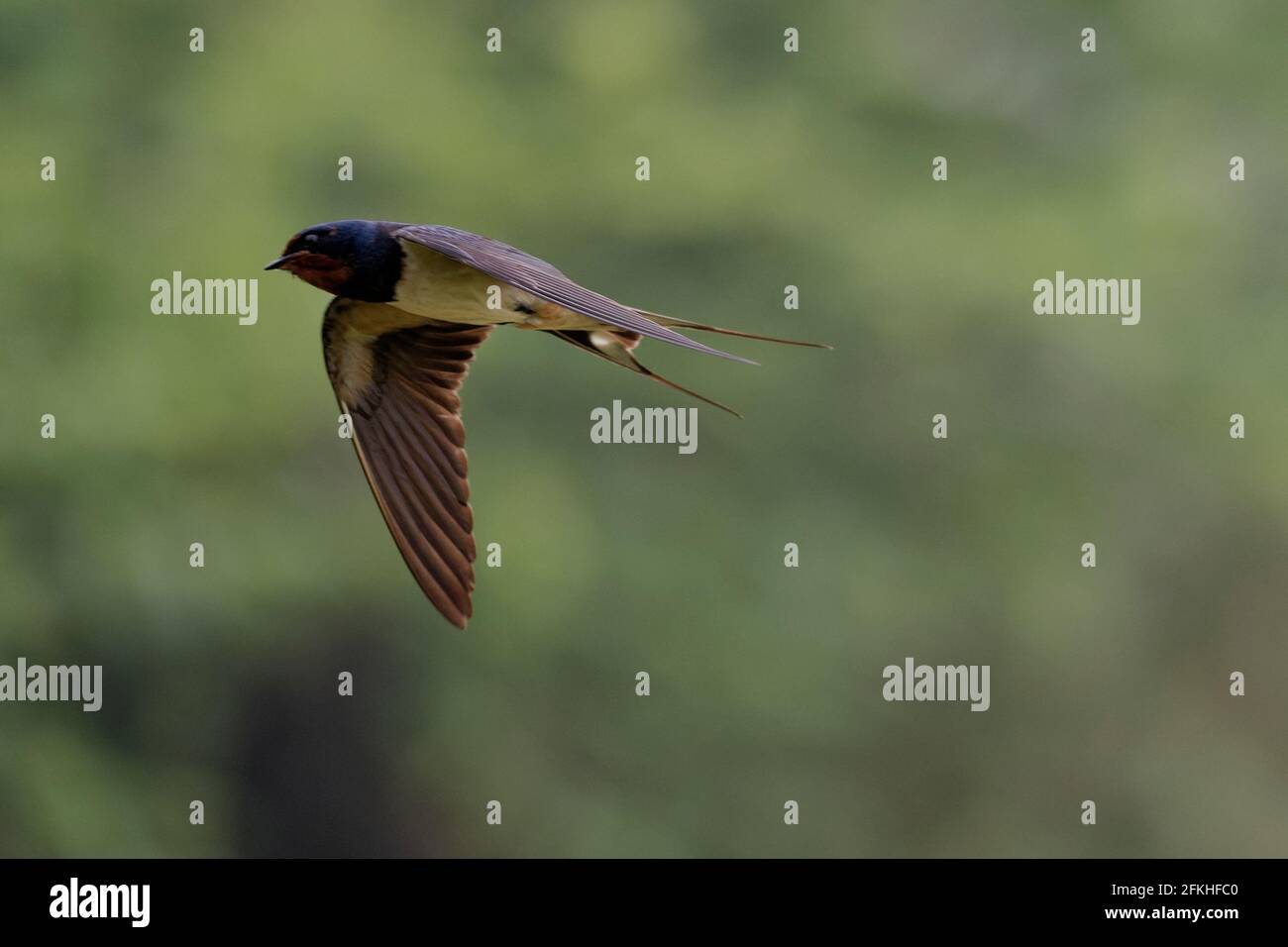 barn swallow flying in the day wing positions Stock Photo - Alamy