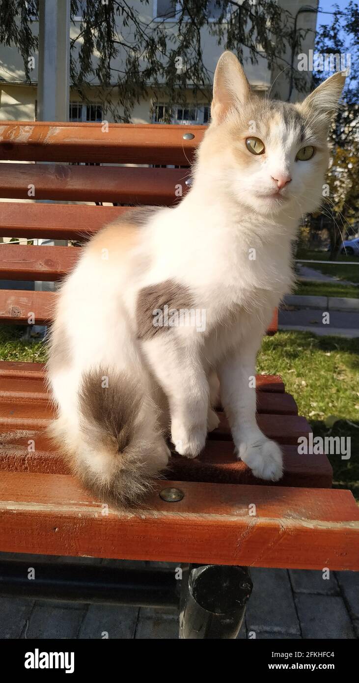 Beautiful tricolor cat on the bench Stock Photo - Alamy