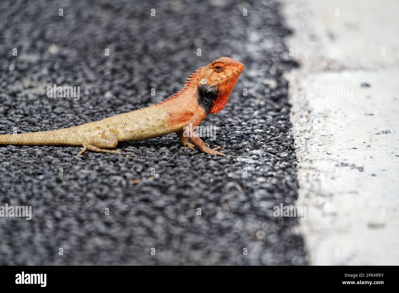 Red headed lizard on path looking up day Stock Photo - Alamy