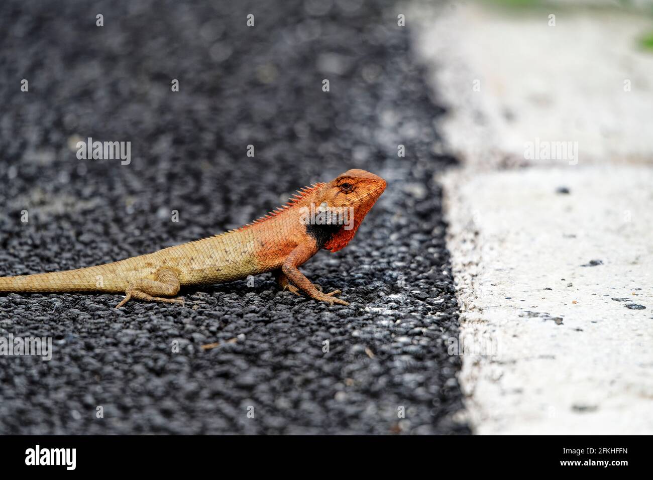 Red headed lizard on path looking up day Stock Photo - Alamy