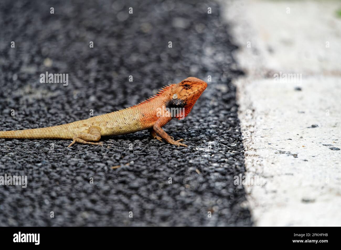 Red headed lizard on path looking up day Stock Photo - Alamy