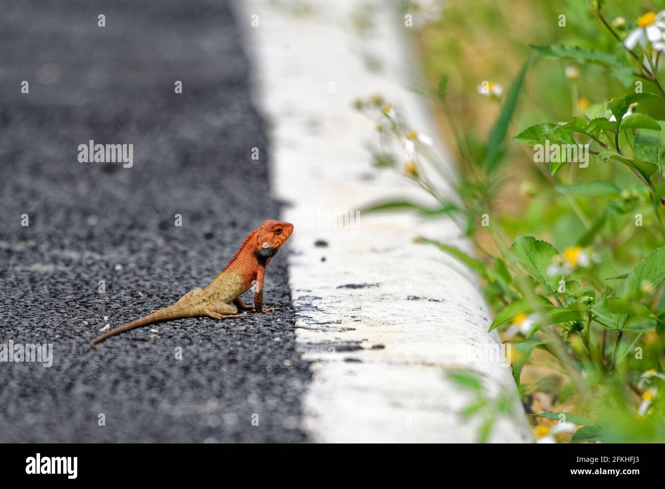 Red headed lizard on path looking up day Stock Photo - Alamy