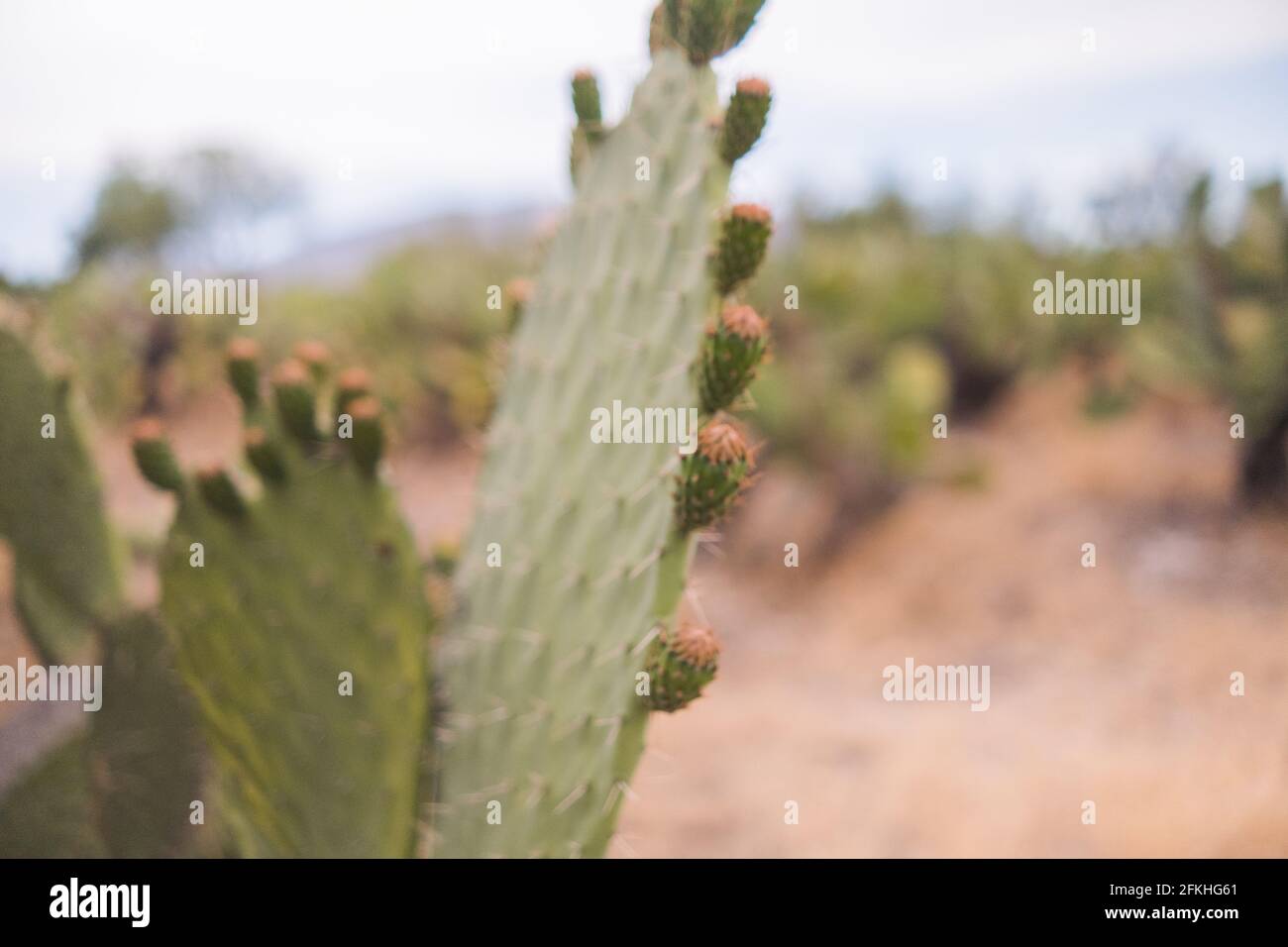 Mexican nopal plants with blurry desert and sky as background Stock ...