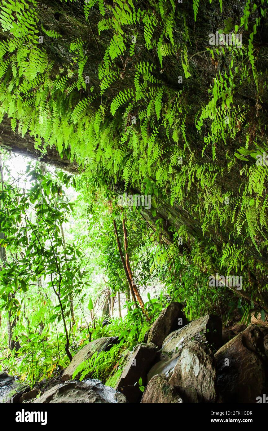 Prehistoric leaves hi-res stock photography and images - Alamy