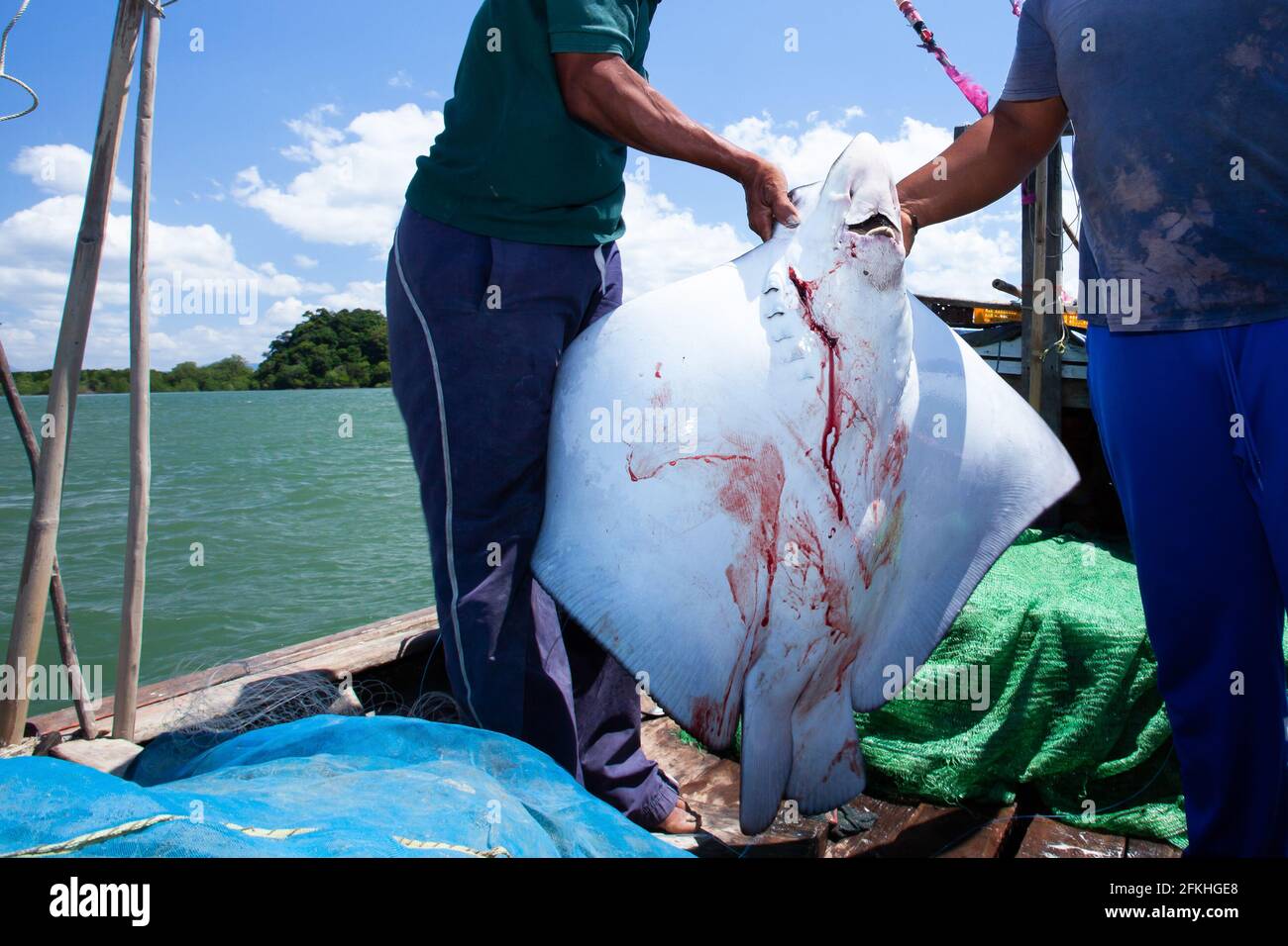 Stingray carcass hi-res stock photography and images - Alamy