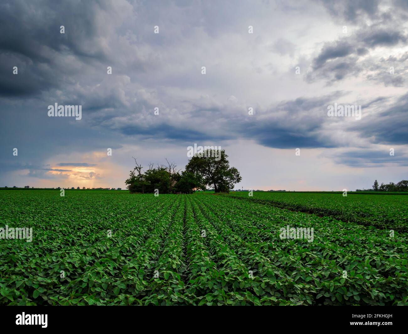 Soy field and soy plants in early morning light. Soy crops agriculture ...