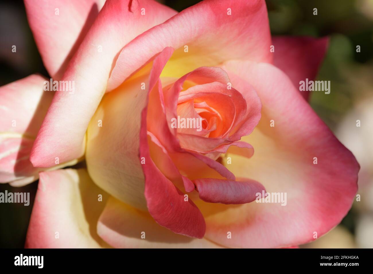 Light Yellow, White, and Pink Hybrid Tea Rose in Bloom at Springtime in ...