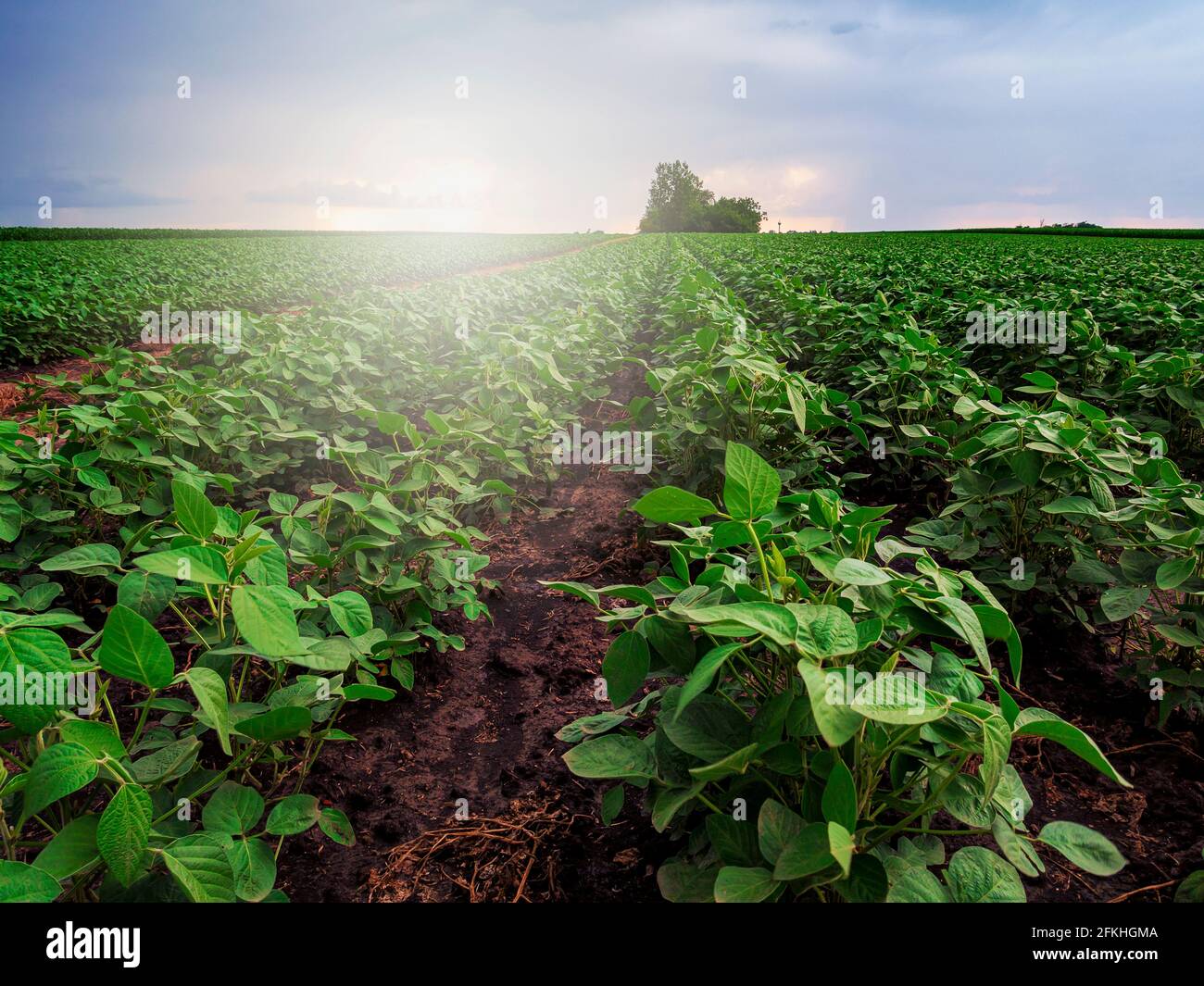 Soy field and soy plants in early morning light. Soy crops agriculture ...