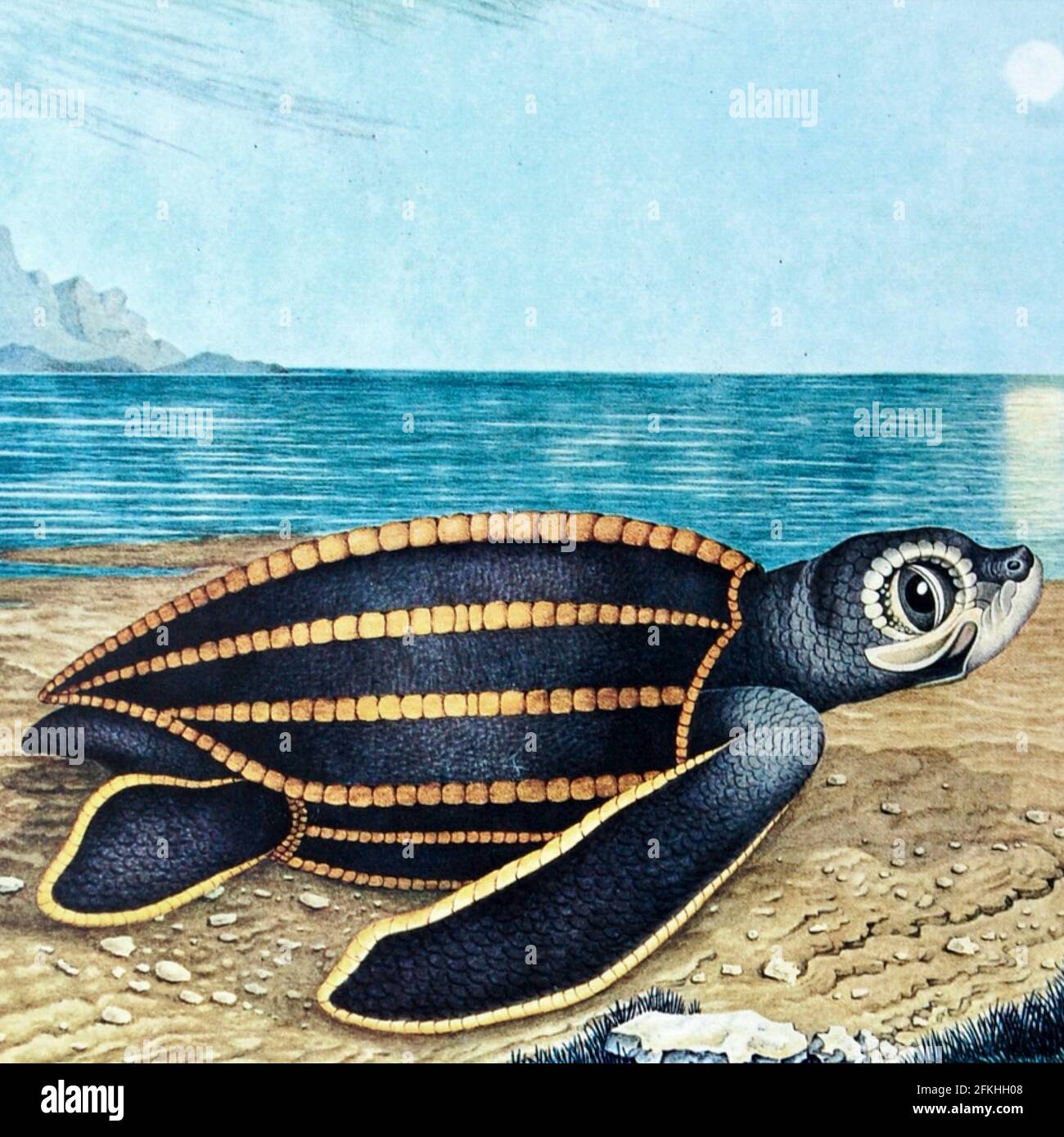 Aloys Zötl - The Sea Turtle - 1867 Stock Photo - Alamy