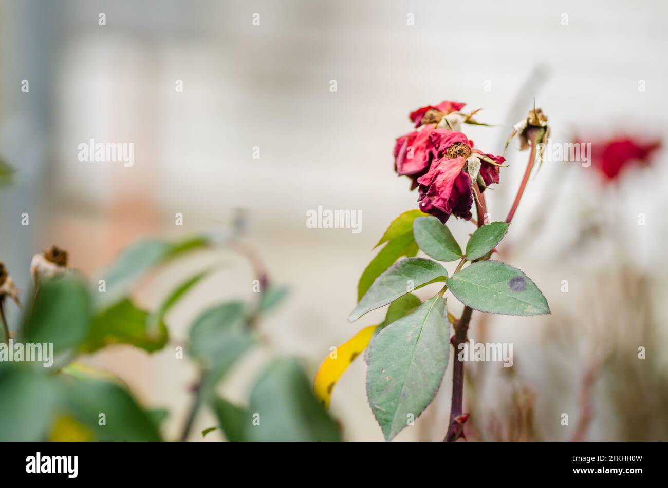 Withered red rose on the stem of the plant Stock Photo - Alamy