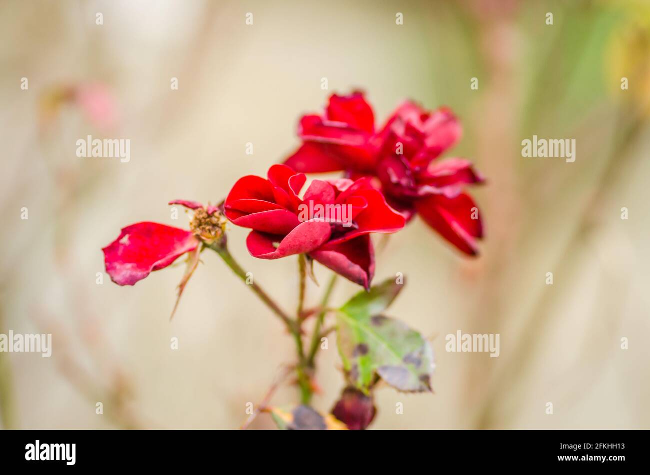 Withered red rose on the stem of the plant Stock Photo - Alamy