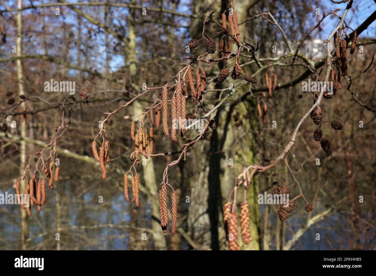 Blooming hazel tree in hi-res stock photography and images - Alamy
