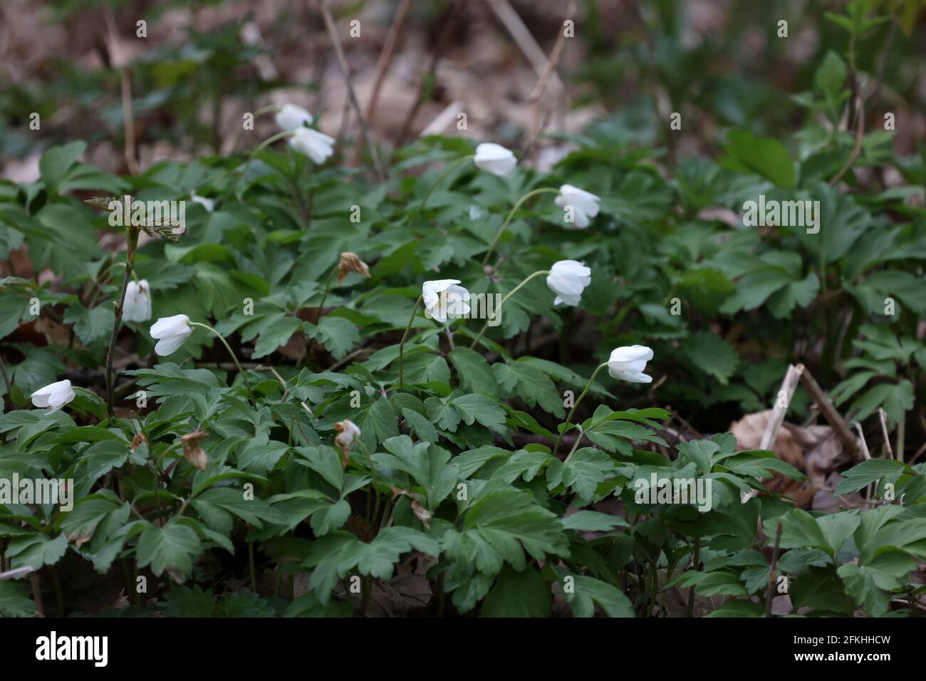 Anemone plant genus ranunculaceae hi-res stock photography and images ...