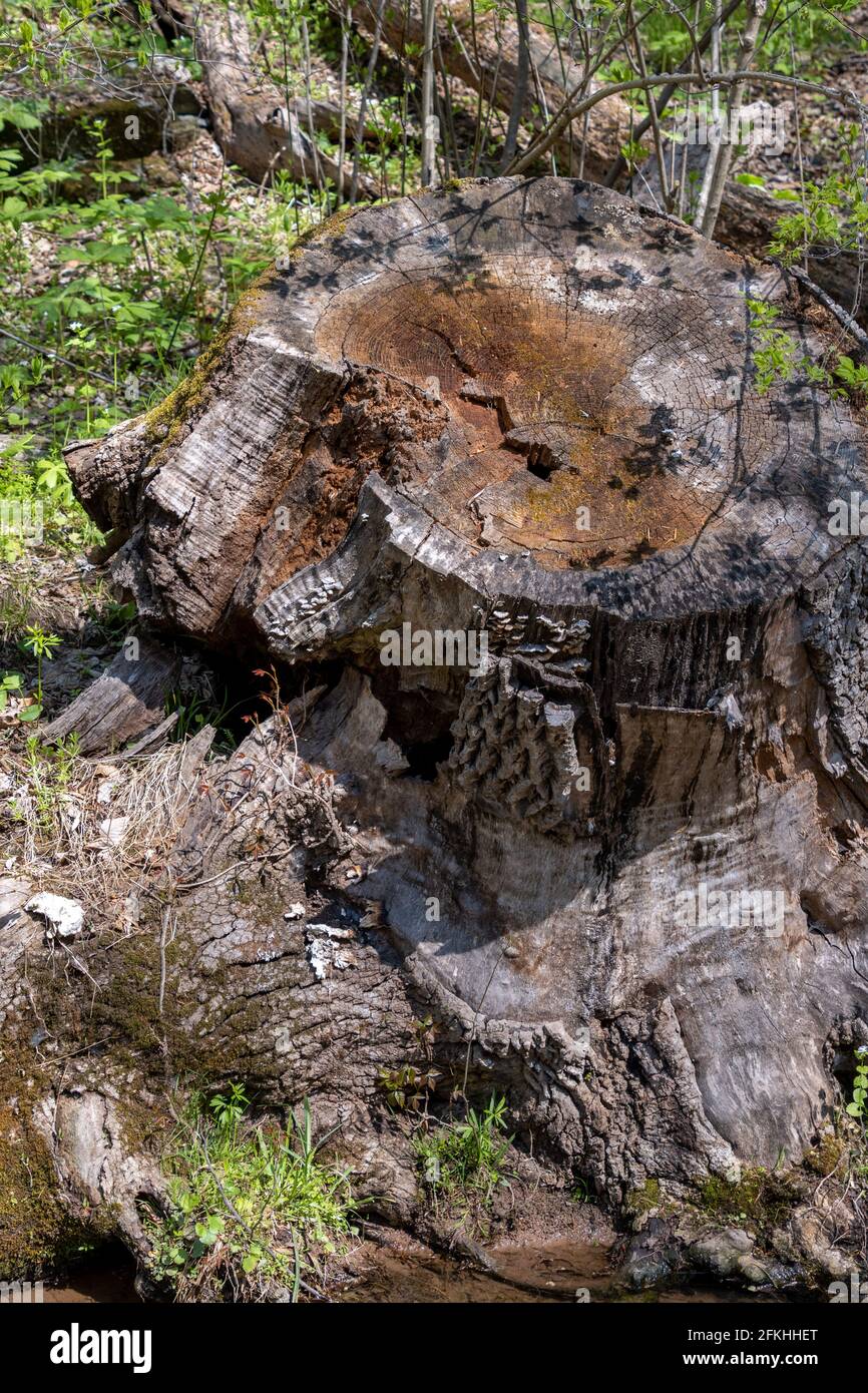 Cut tree stump in a forest Stock Photo - Alamy