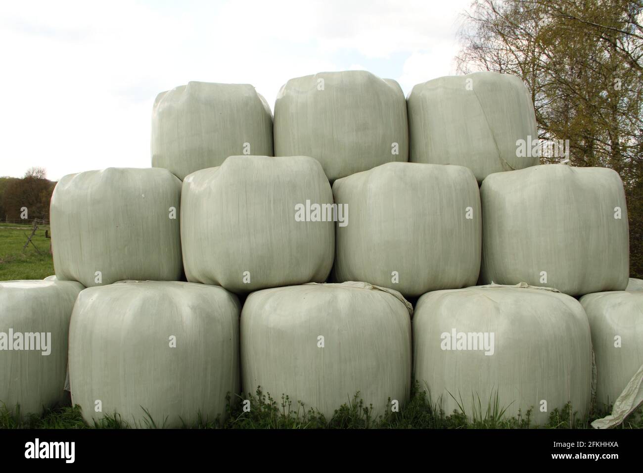 around many white silo bales lie on a meadow Stock Photo - Alamy