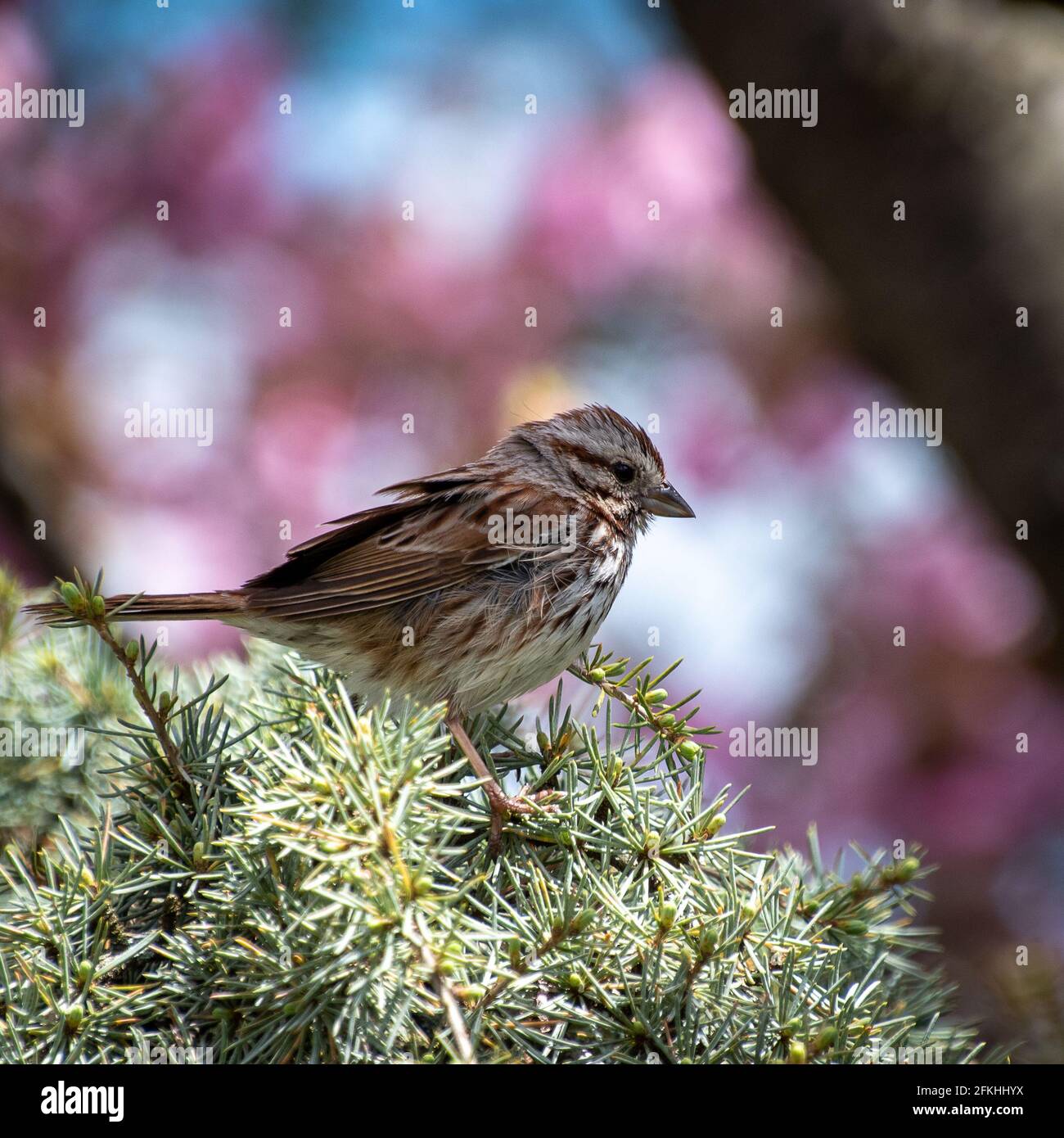 Common oatmeal perched on spruce tree Stock Photo - Alamy
