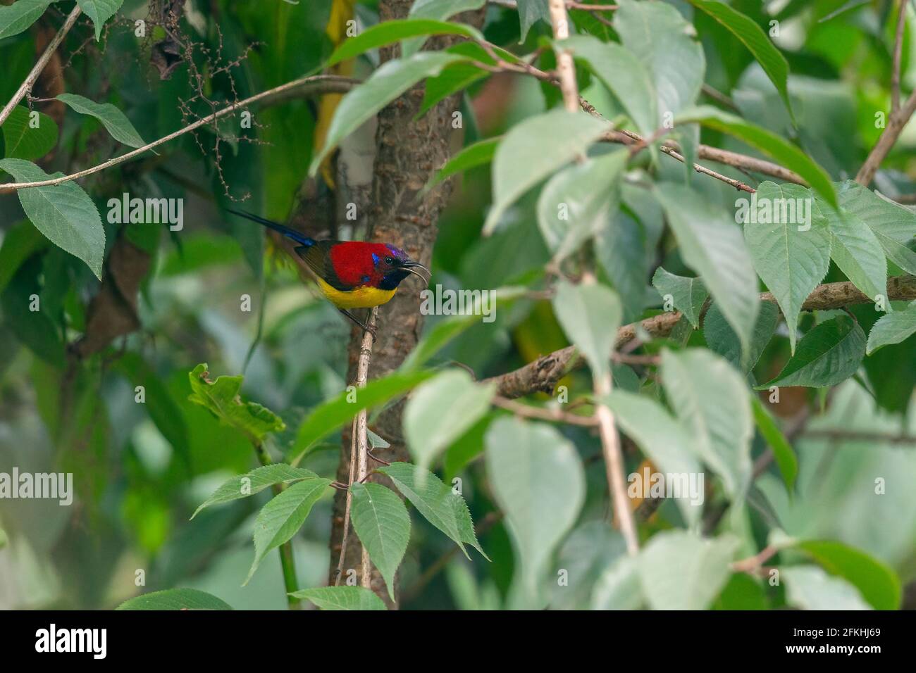 Mrs Goulds Sunbird in Lava Rishop North Bengal India Stock Photo - Alamy