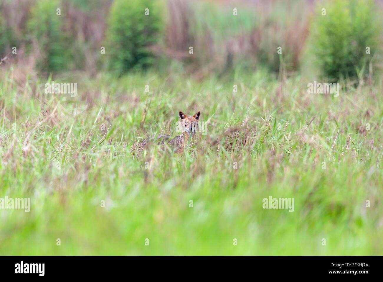 Indian jackal canis aureus hi-res stock photography and images - Alamy