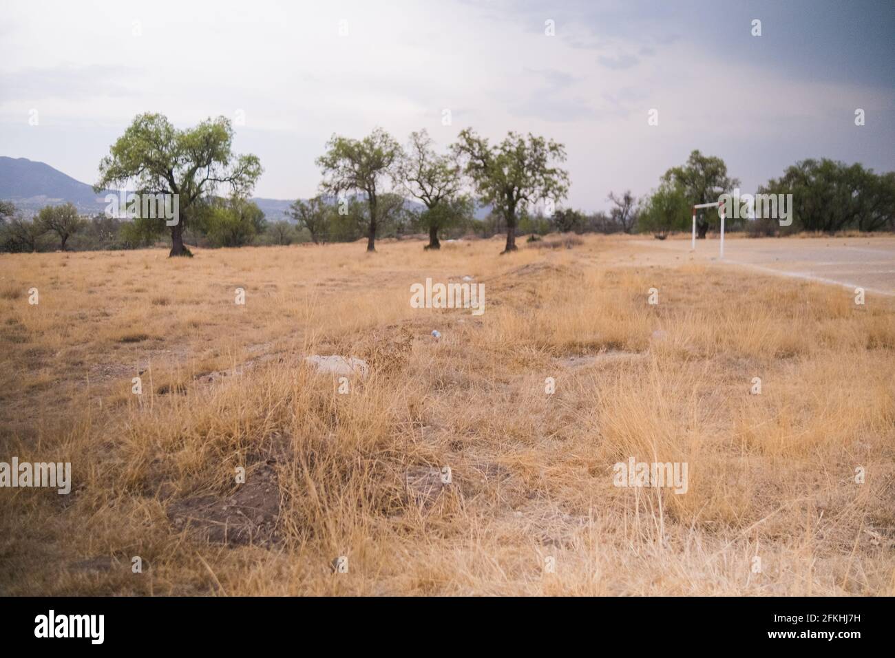 Scrawny trees hi-res stock photography and images - Alamy