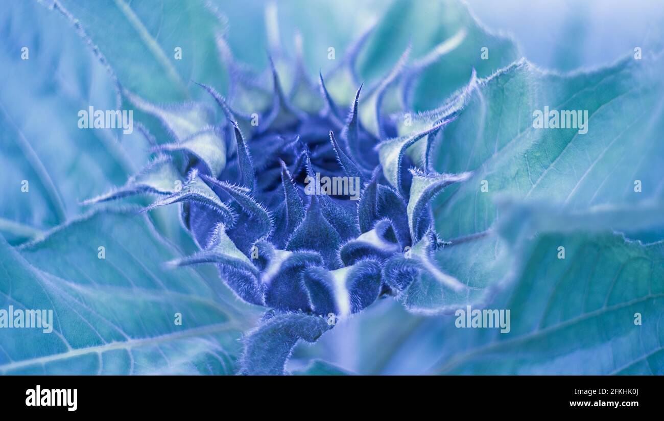 Blue leaves abstract nature background. Close up Stock Photo - Alamy