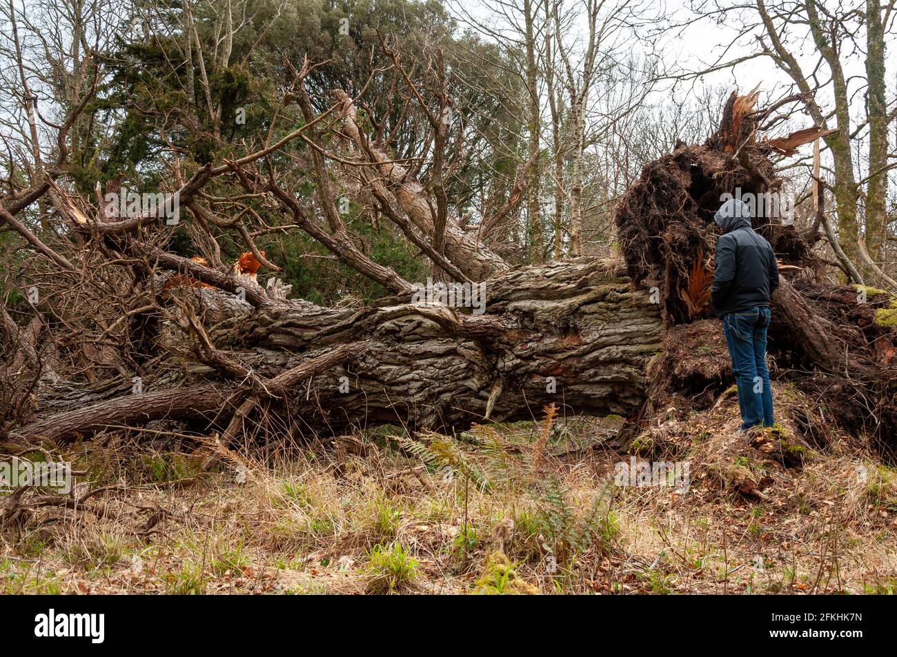 Ireland storm damages. Lone man standing by a fallen 400 years old Yew ...