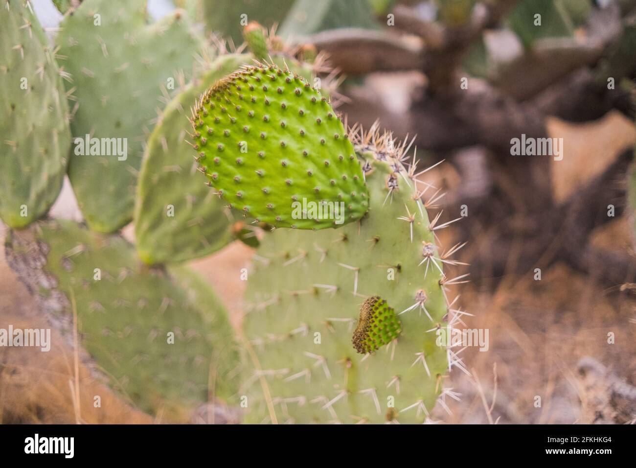Mexican rural garden succulent plants hi-res stock photography and ...