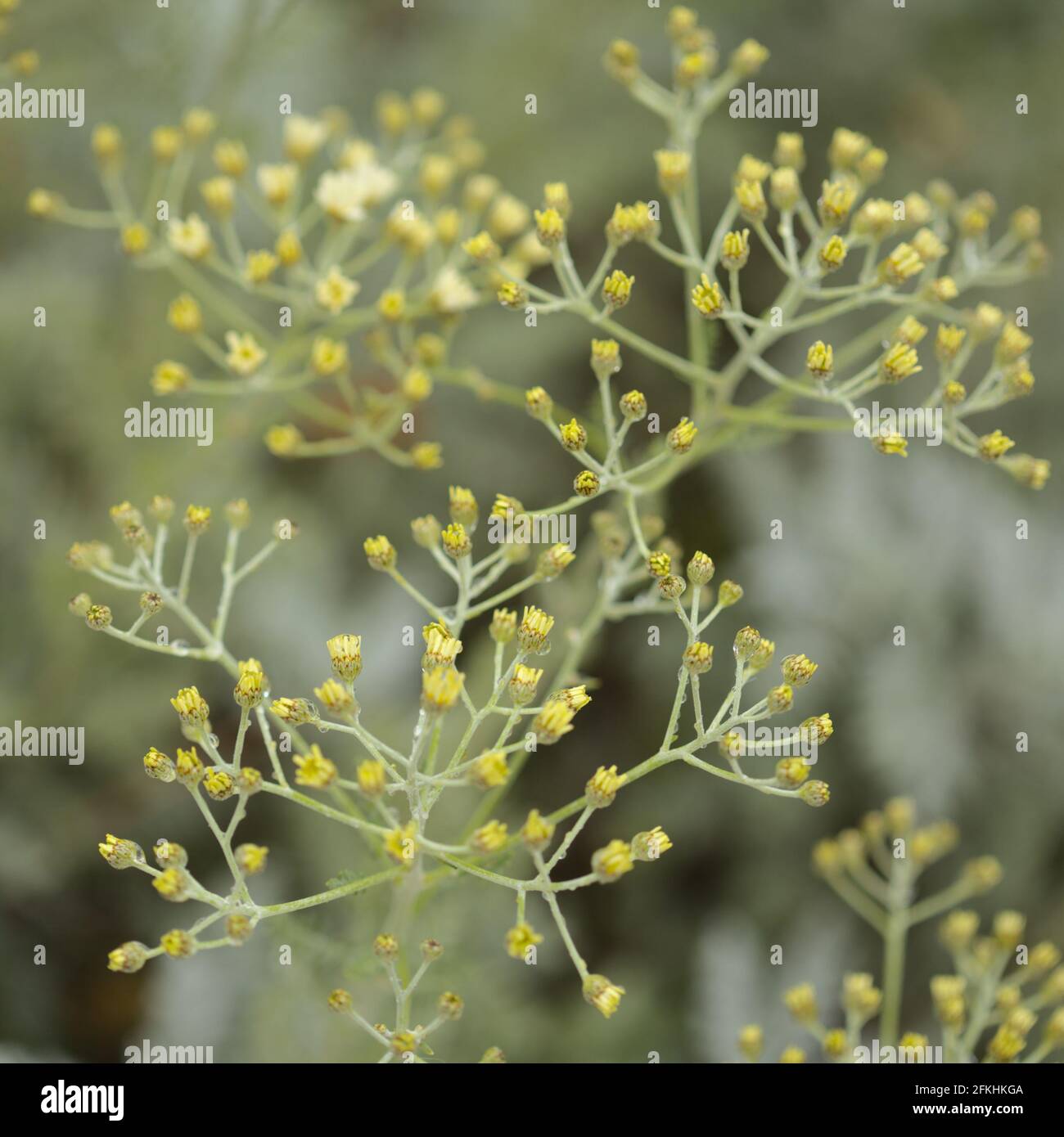 Flora of Gran Canaria - Tanacetum ptarmiciflorum, silver tansy, plant ...