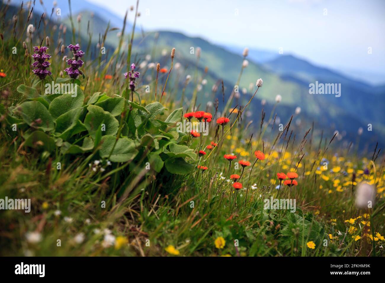 High alpine meadow hi-res stock photography and images - Alamy