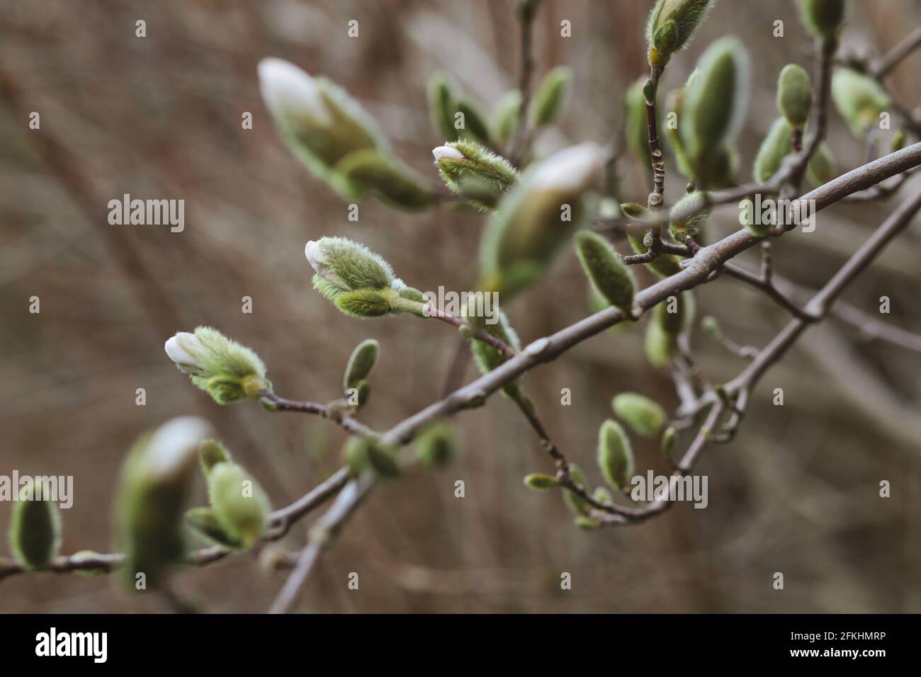 Buds of White Star Magnolia during Springtime in Nature. Early Spring ...