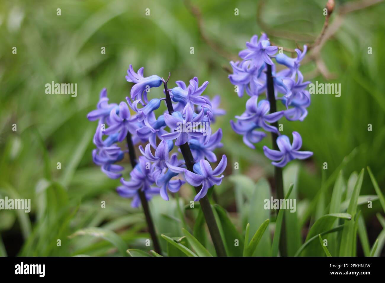 Blue hyacinth flowers hi-res stock photography and images - Alamy