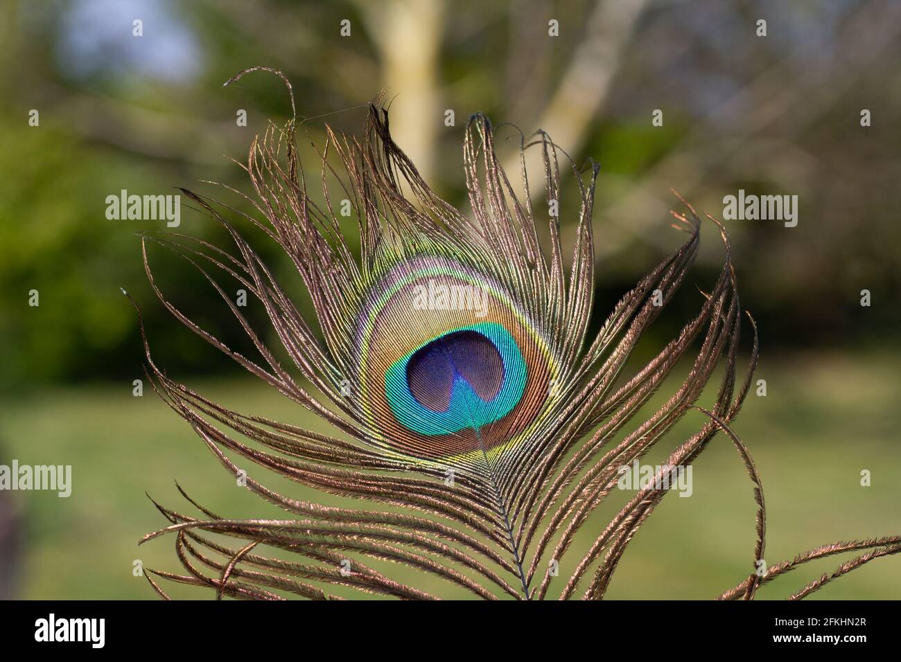 Eye of the Peacock Stock Photo - Alamy