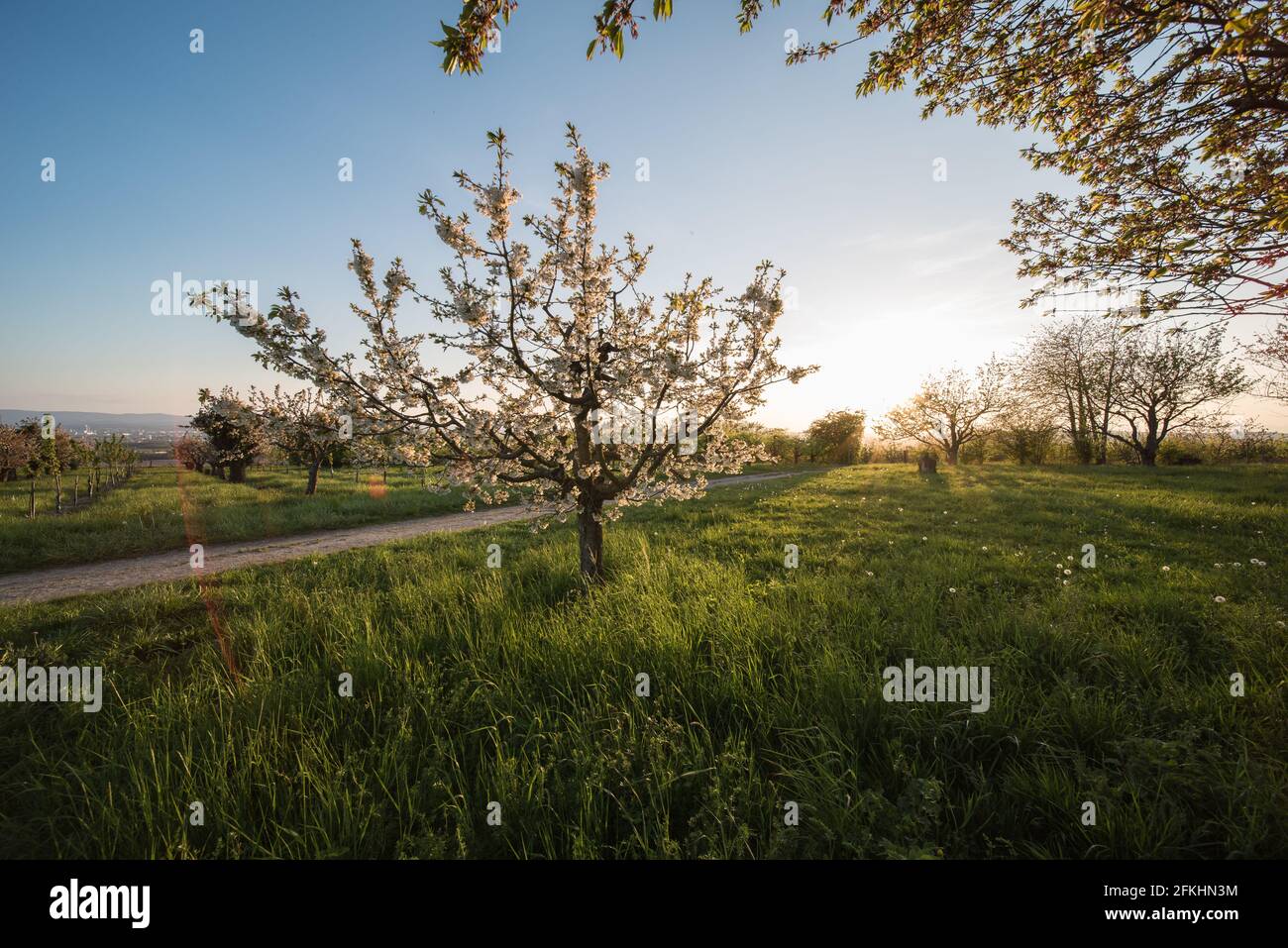 Landscape in the evening on a beautiful sunny day in southwest Germany ...