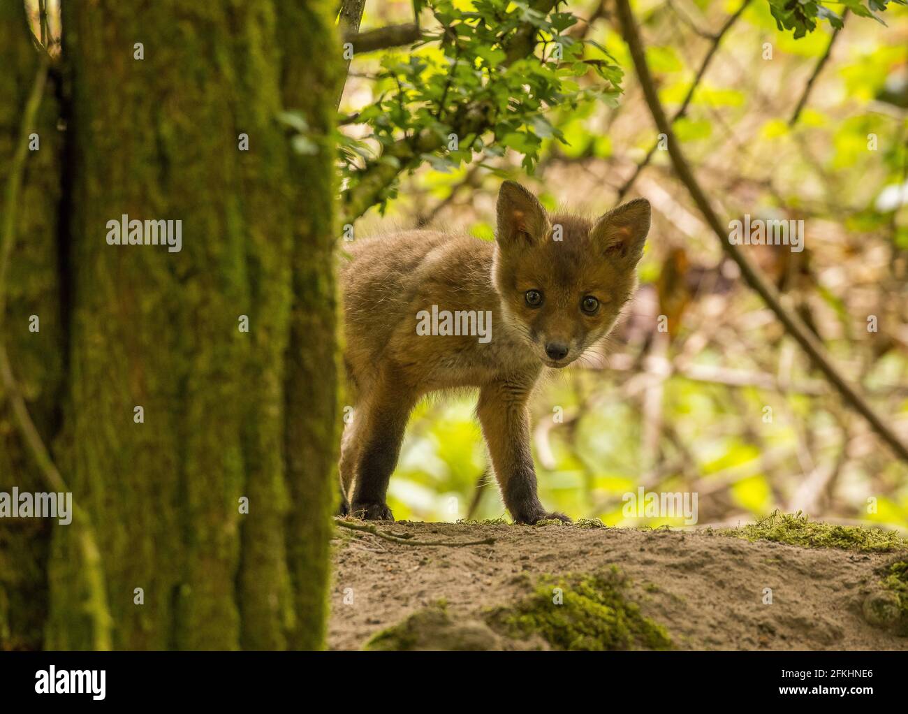 Peeping fox hi-res stock photography and images - Alamy