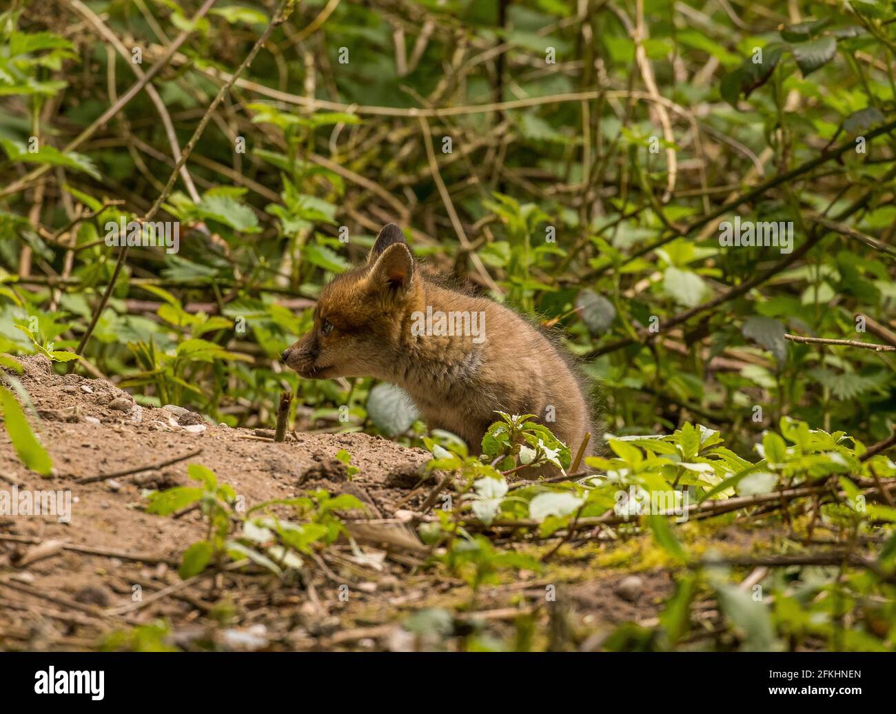 Fox and cubs woodland hi-res stock photography and images - Alamy