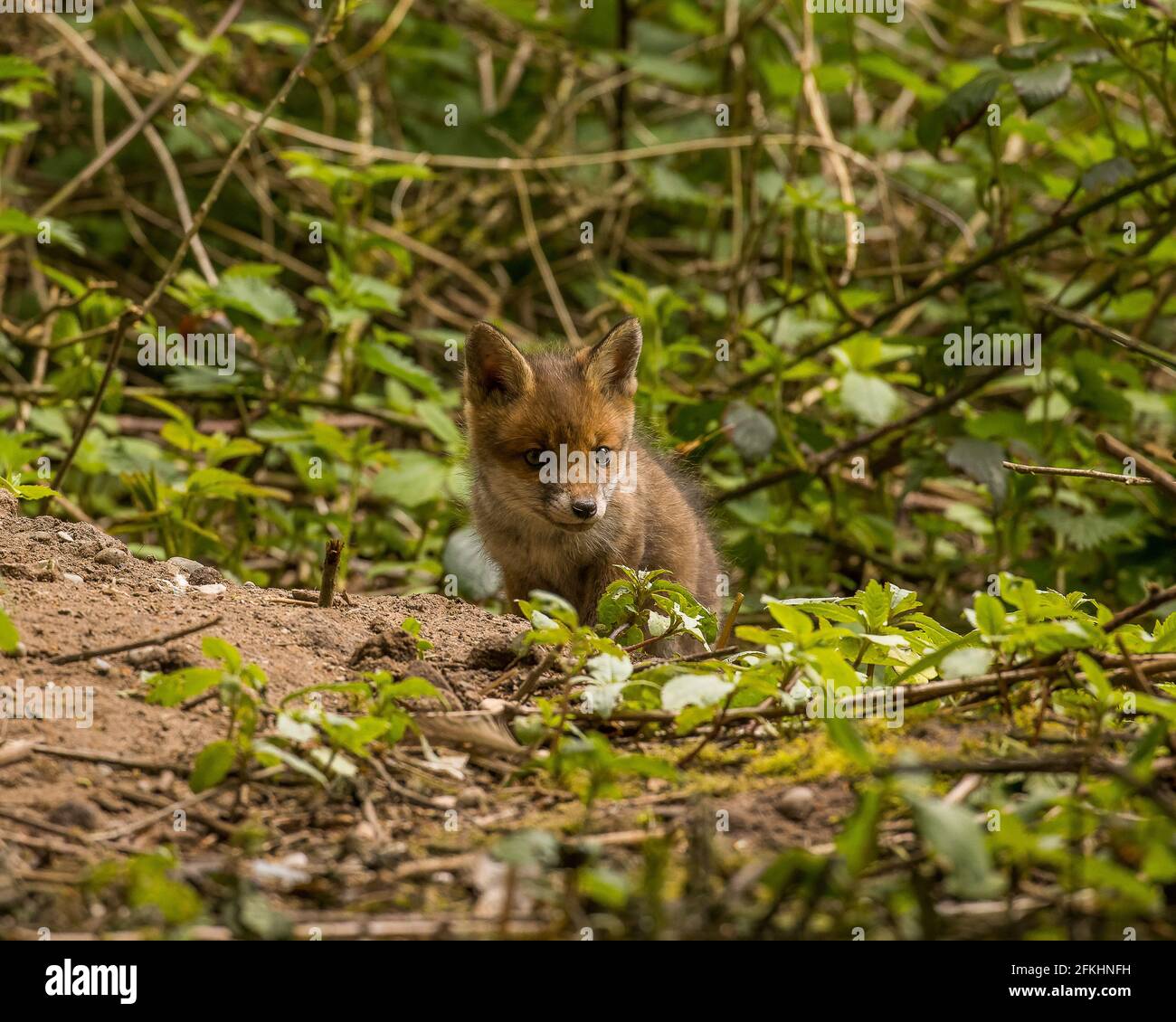 Fox cub peeping out over den hi-res stock photography and images - Alamy