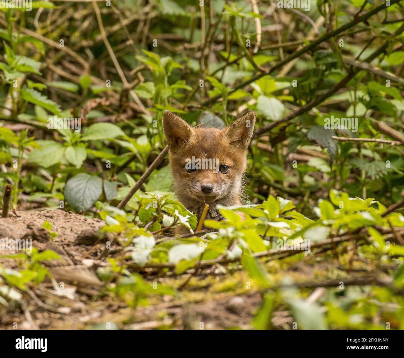 Fox cub peeping out over den hi-res stock photography and images - Alamy