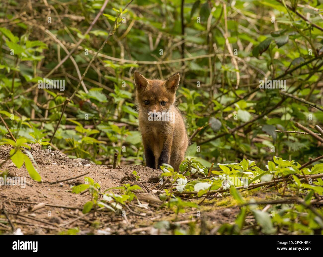 Fox and cubs woodland hi-res stock photography and images - Alamy