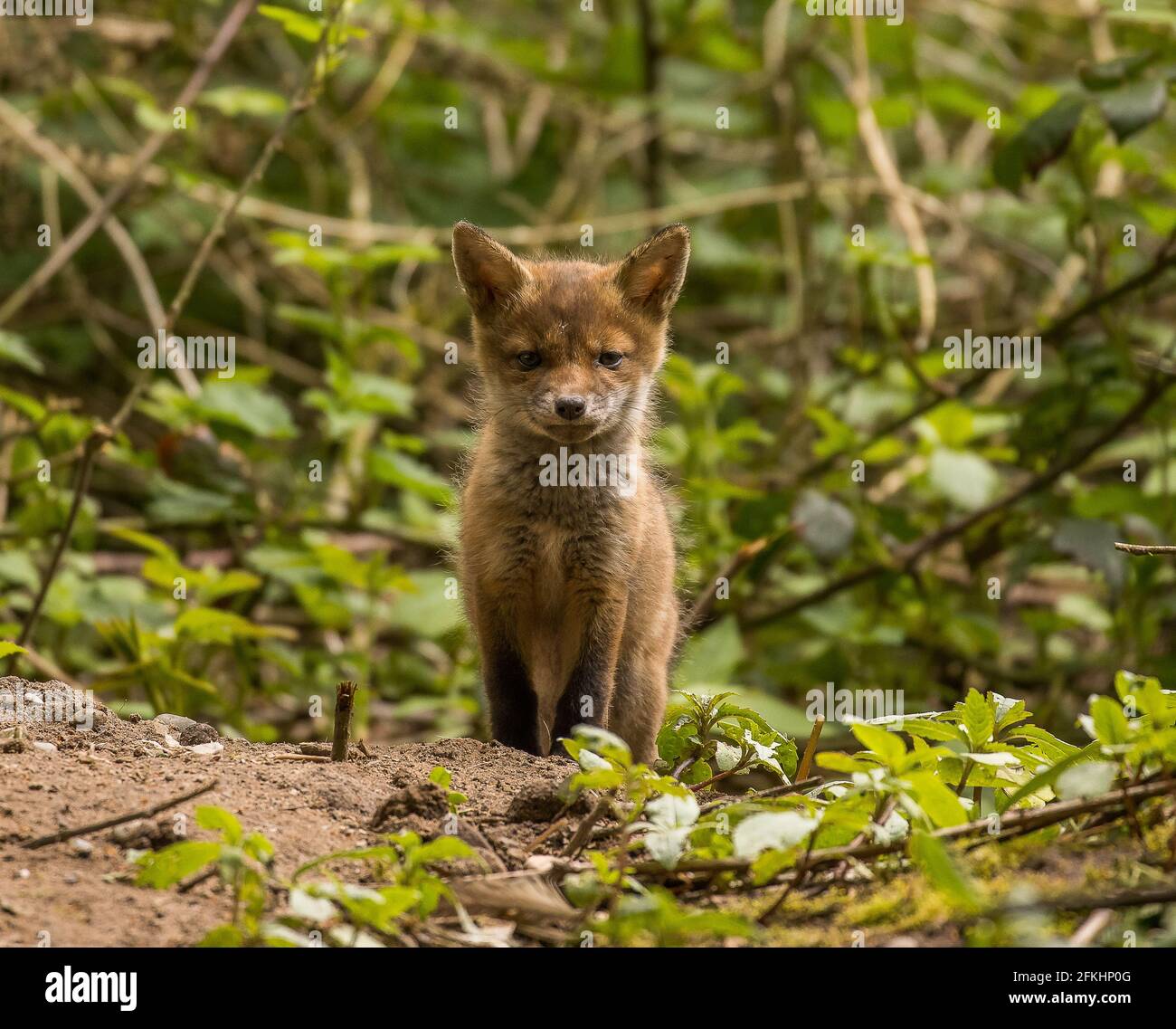 Fox cubs captured in woodland hi-res stock photography and images - Alamy