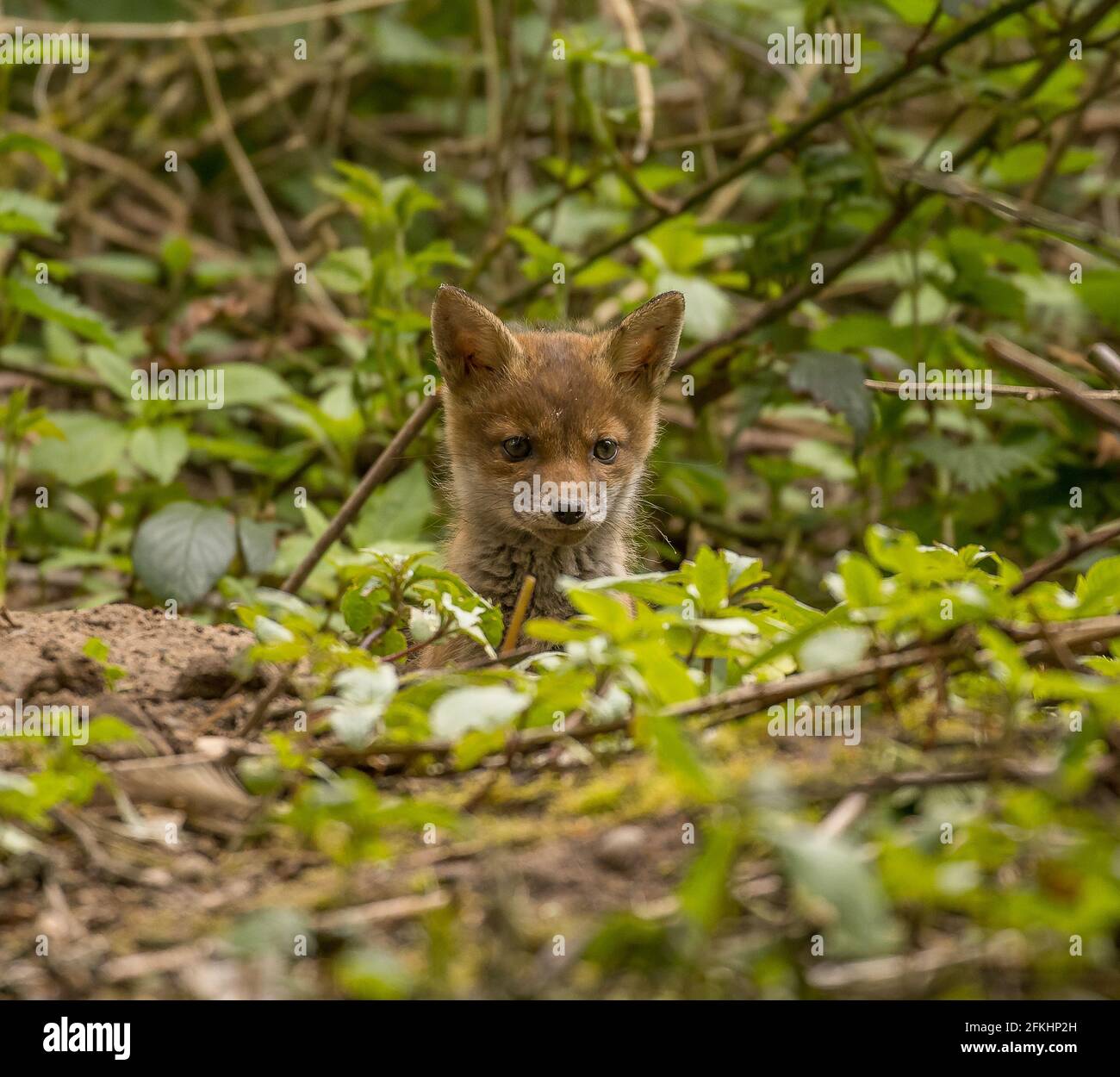 Fox cubs captured in woodland hi-res stock photography and images - Alamy