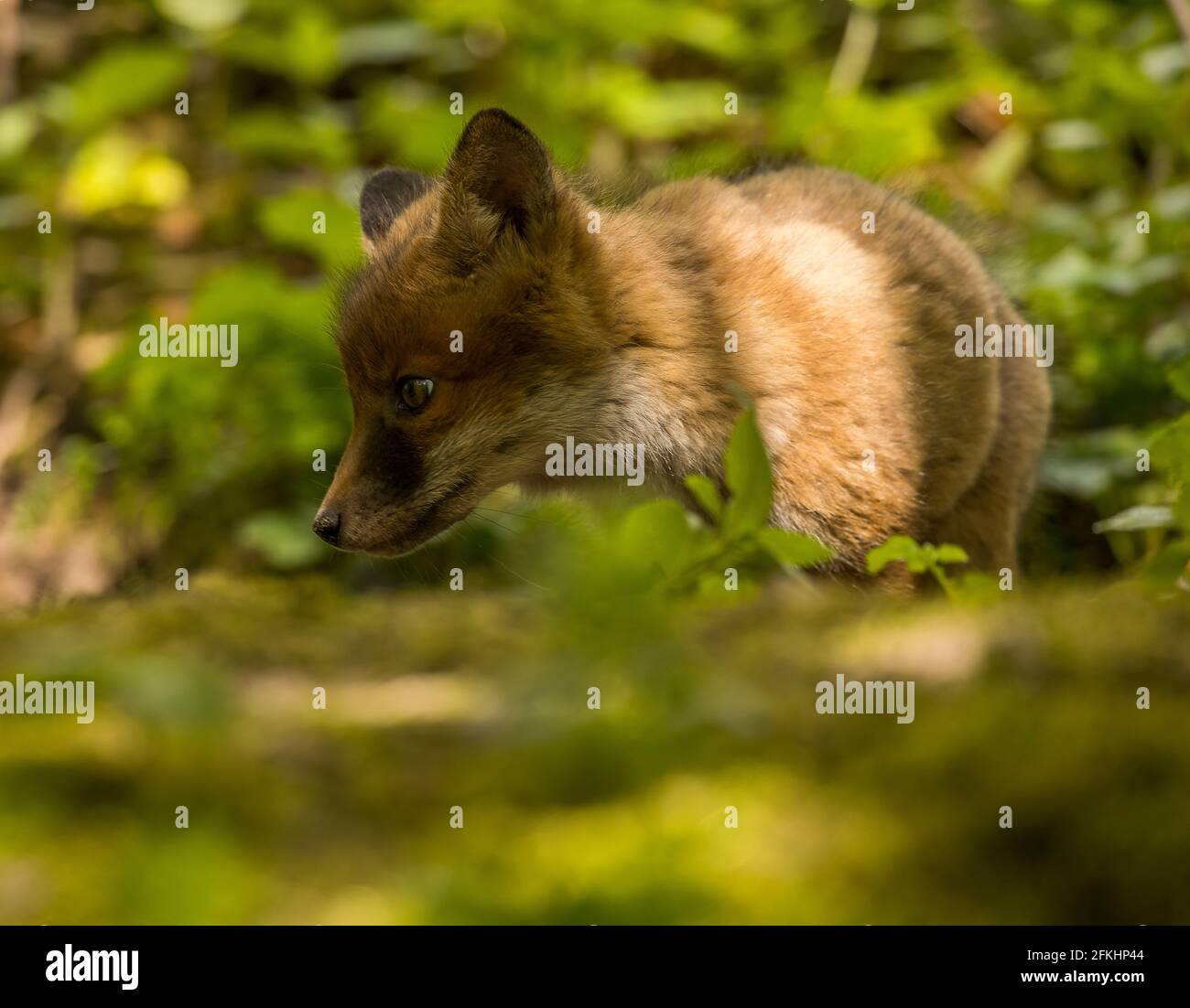 Fox cubs captured in woodland hi-res stock photography and images - Alamy
