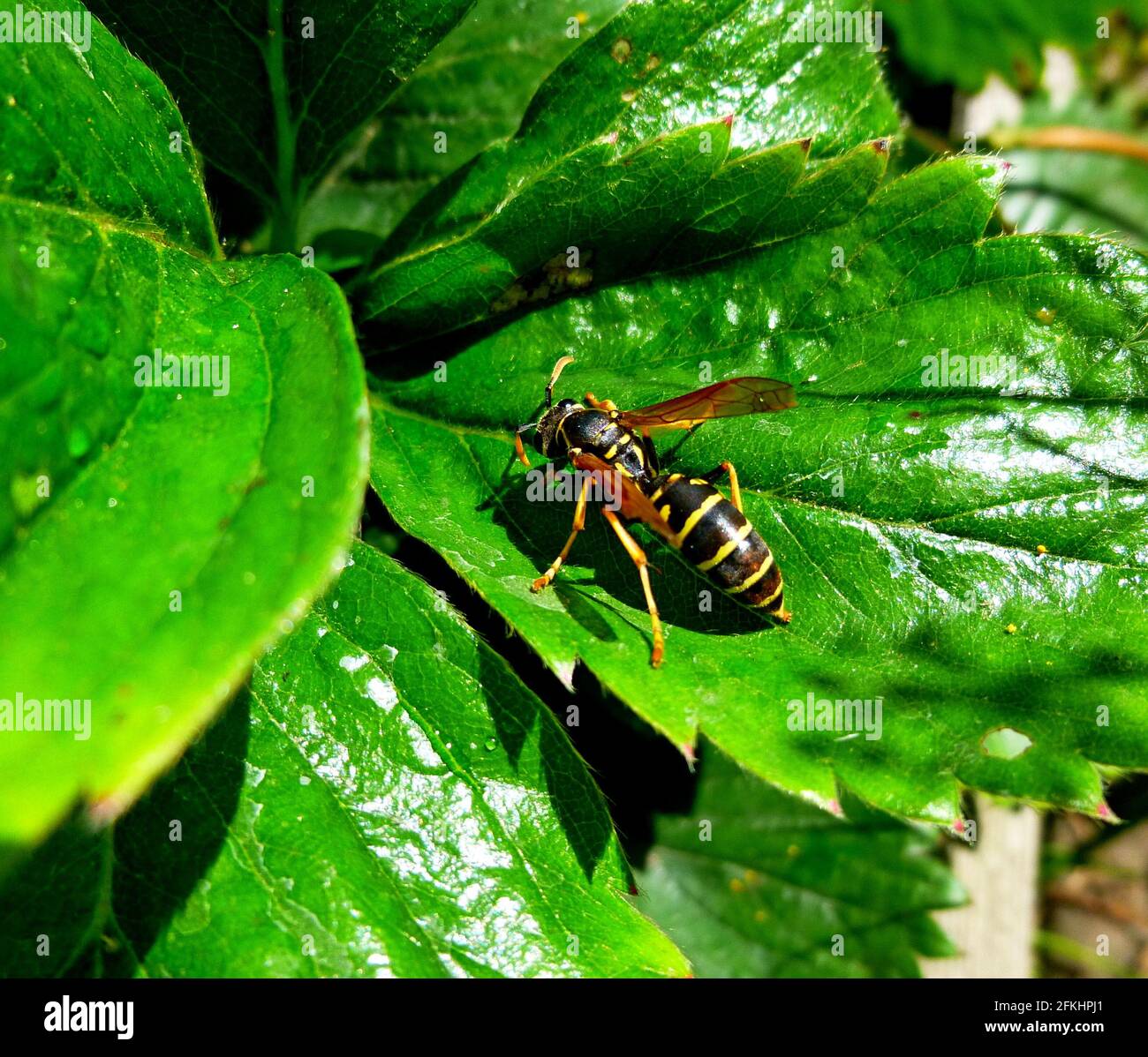 European common wasp, Vespula vulgaris posing on a leaf Stock Photo - Alamy