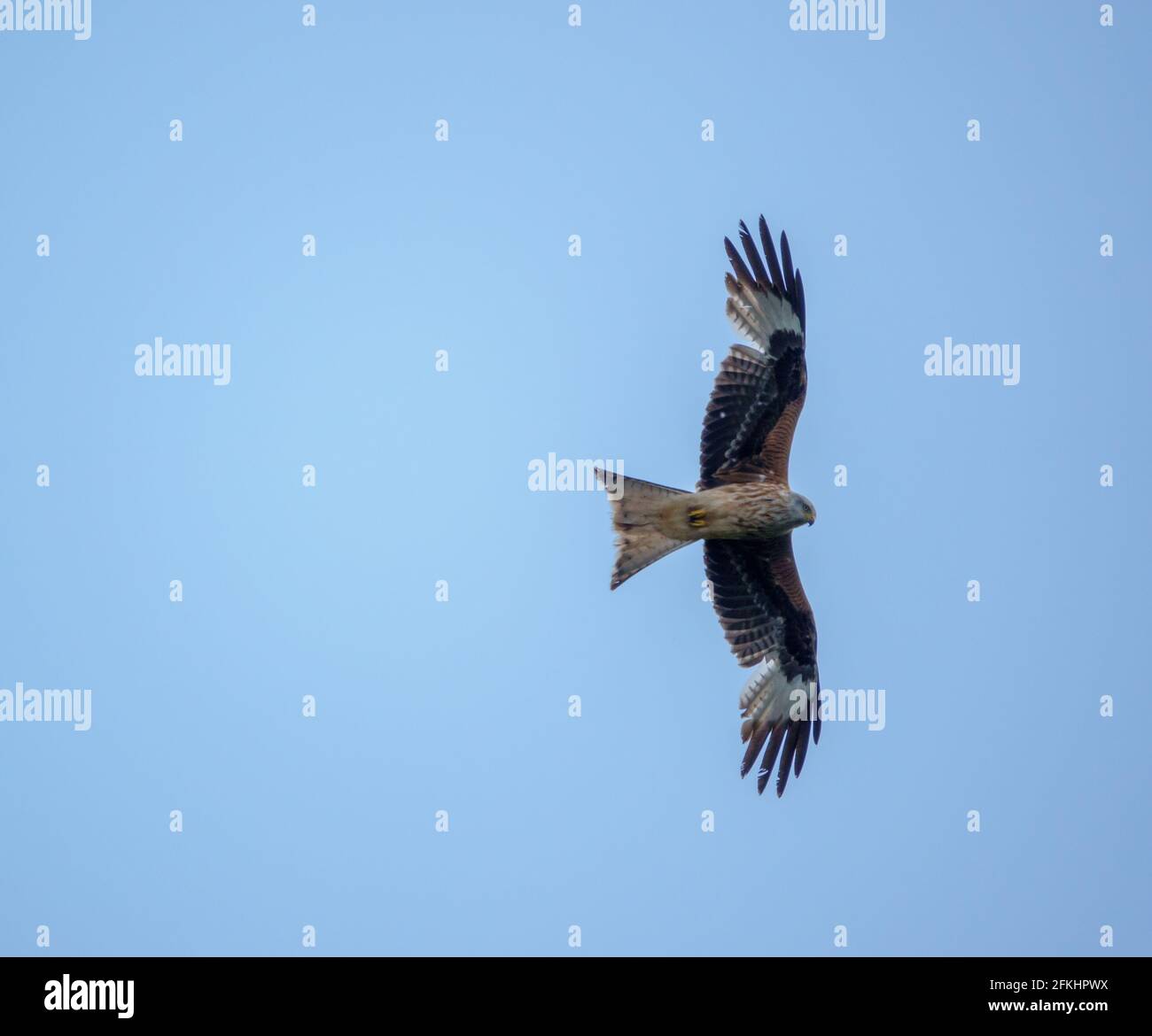 red kite soaring with outstretched wings in a beautiful blue spring sky ...