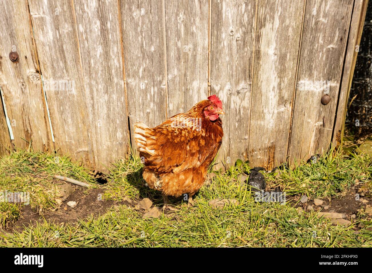 Chicken cockerel in farmyard Stock Photo - Alamy
