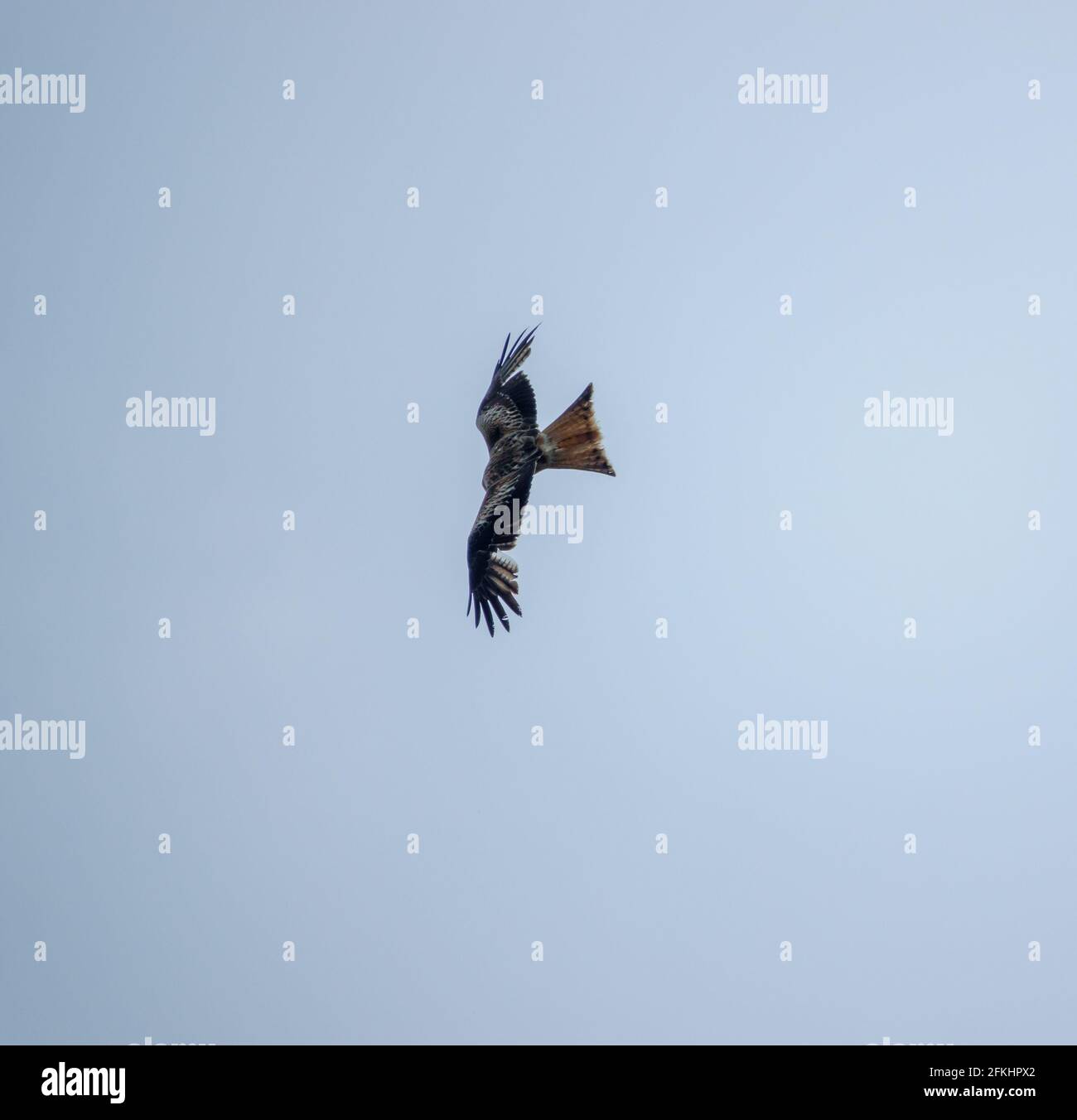 red kite soaring with outstretched wings in a beautiful blue spring sky ...