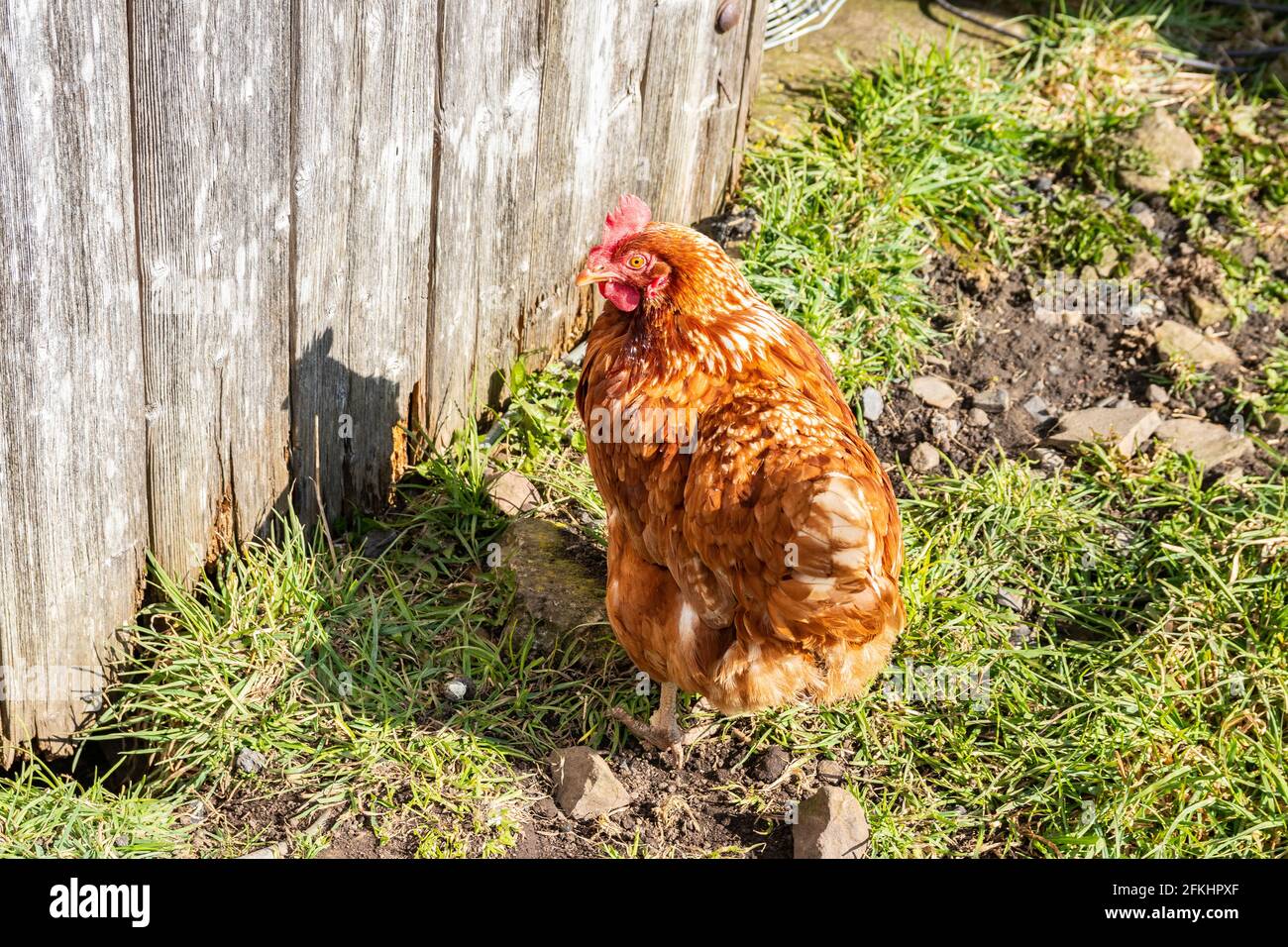 Chicken cockerel in farmyard Stock Photo - Alamy