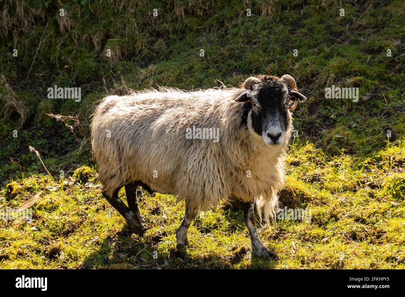 Swaledale sheep and new born lambs in a field in Northumberland in ...