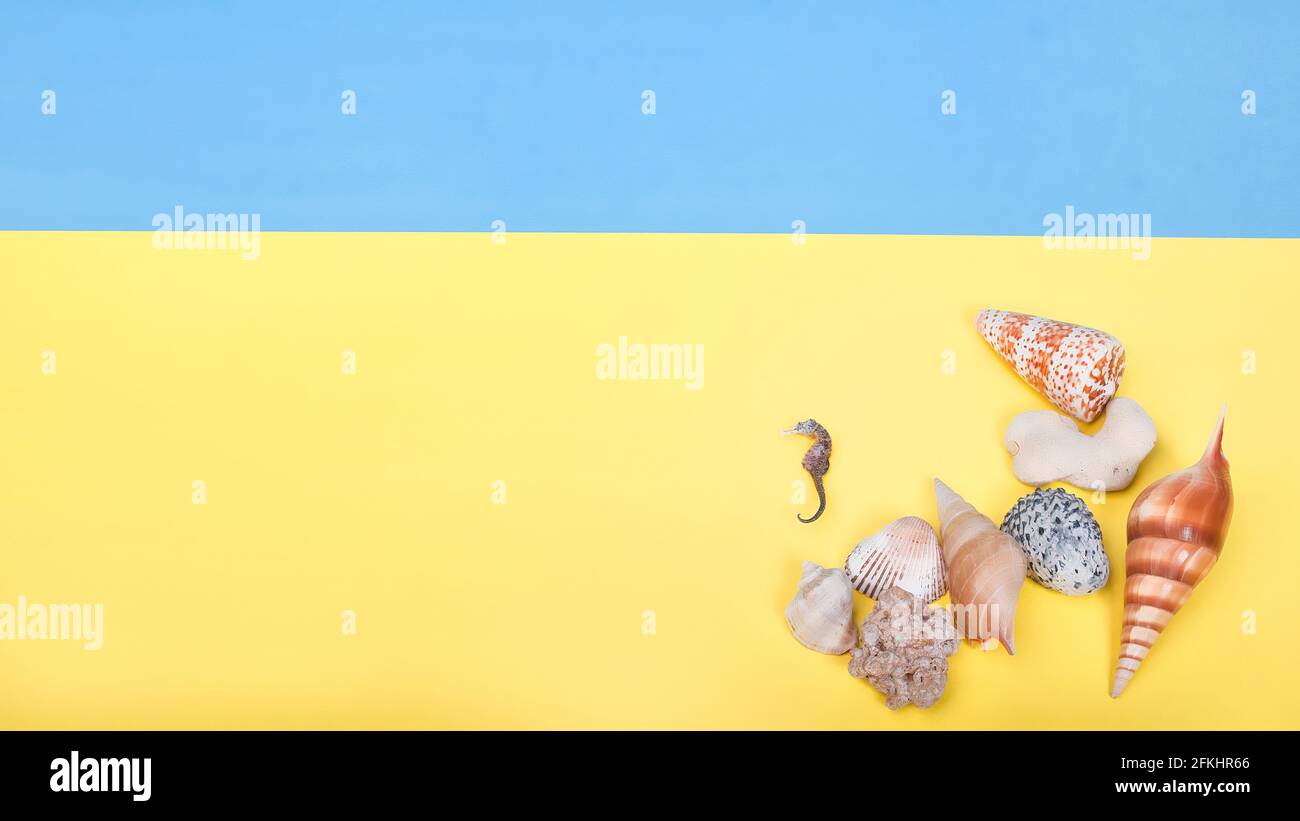 Flat lay of shells on a blue and yellow background. Seashells and sea ...