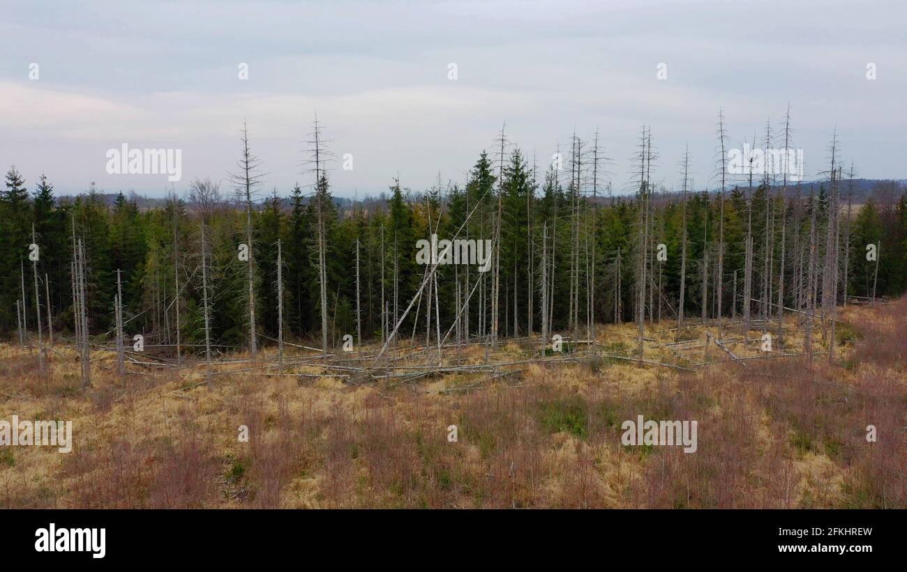 Bark beetle dron aerial video shot pest Ips typographus dead, spruce ...