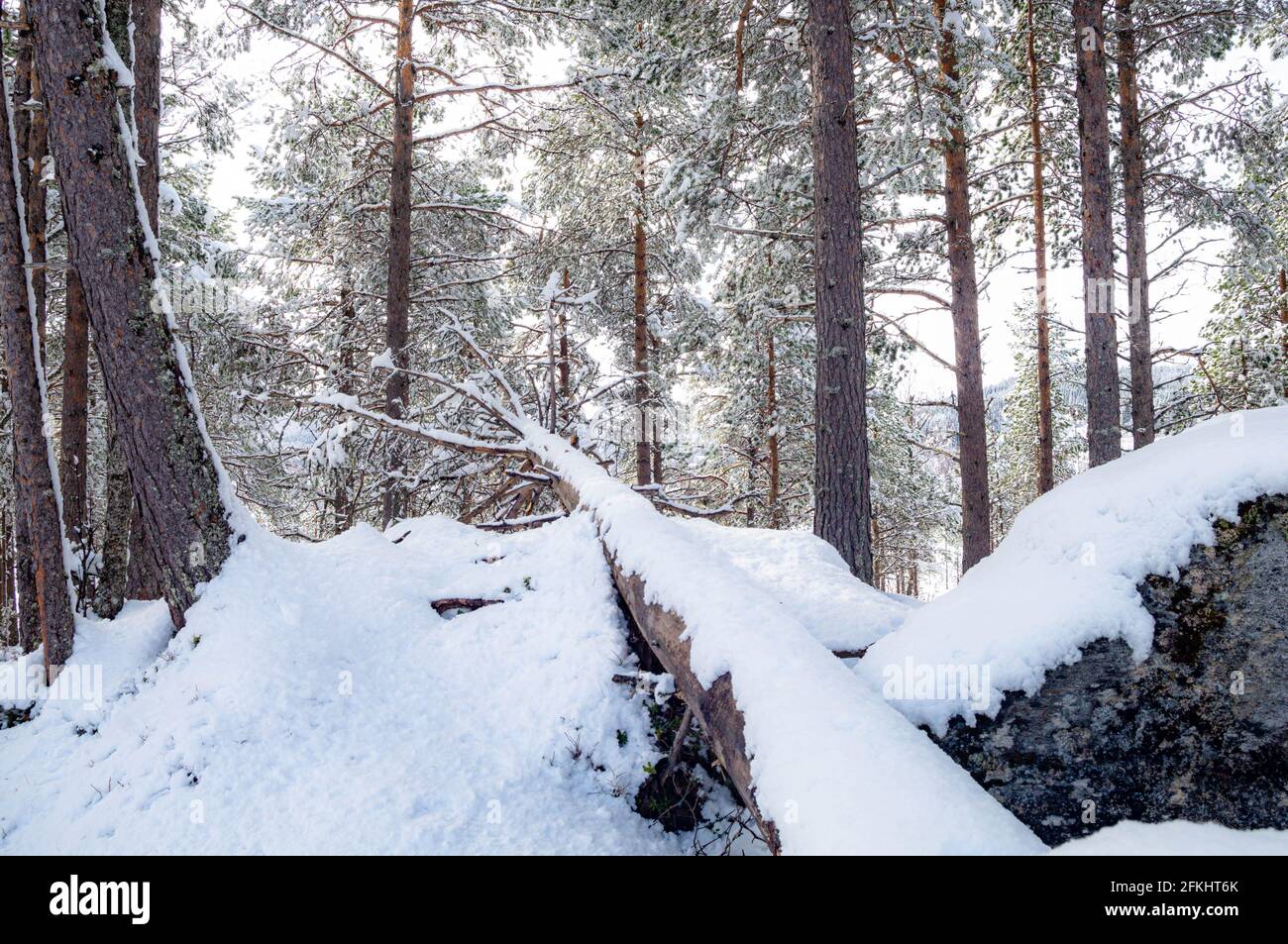 Woodland wonderland hi-res stock photography and images - Alamy